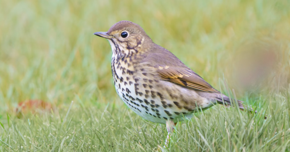 Discover Dukes Meadows: monthly bird walks | Fine & Country