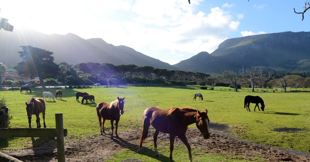 Equestrian living | Fine & Country