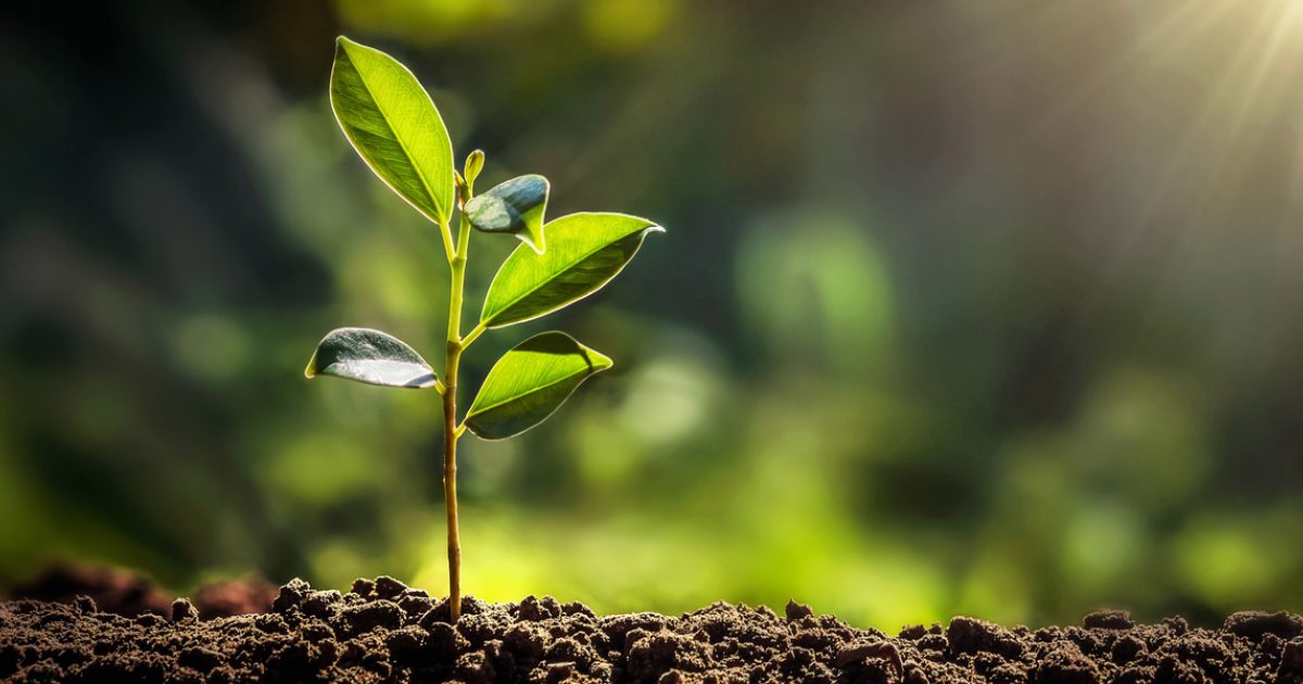 Top 10 tips for sustainable living | Fine & Country