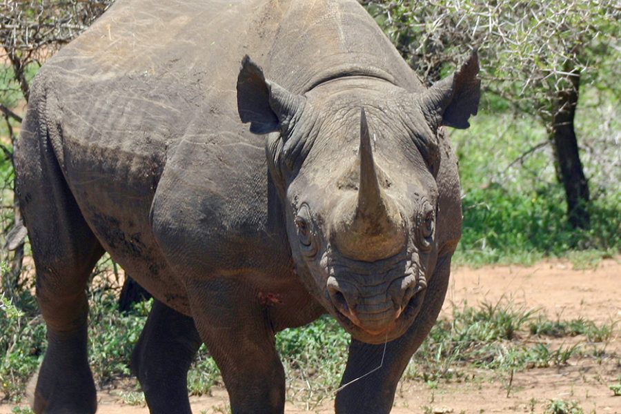 Marloth Park Area Guide | Fine & Country