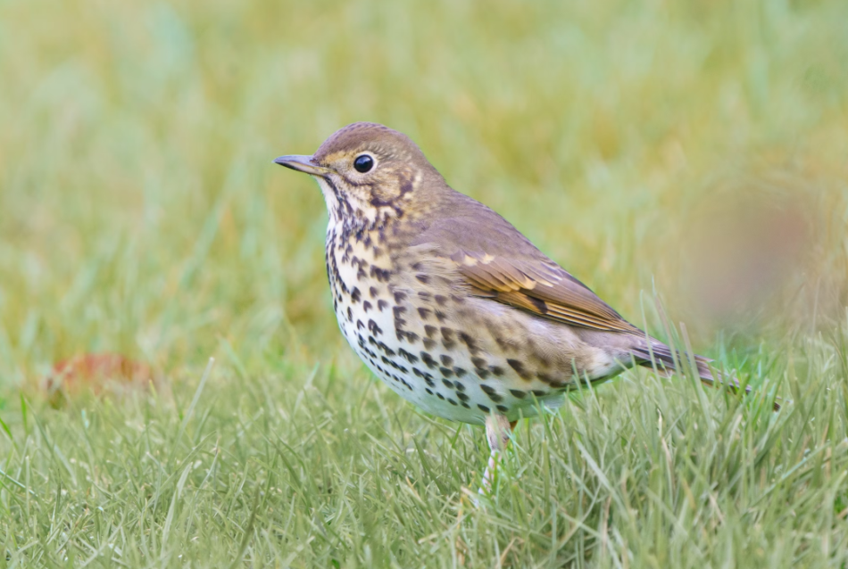 Discover Dukes Meadows: monthly bird walks | Fine & Country